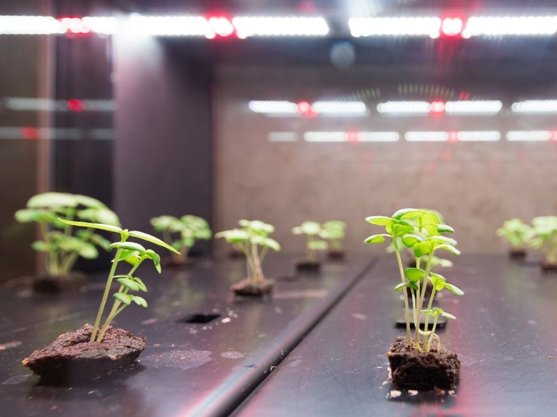 How To Get The Best Out Of Your Hydroponic Plants - Hydroponic Generations